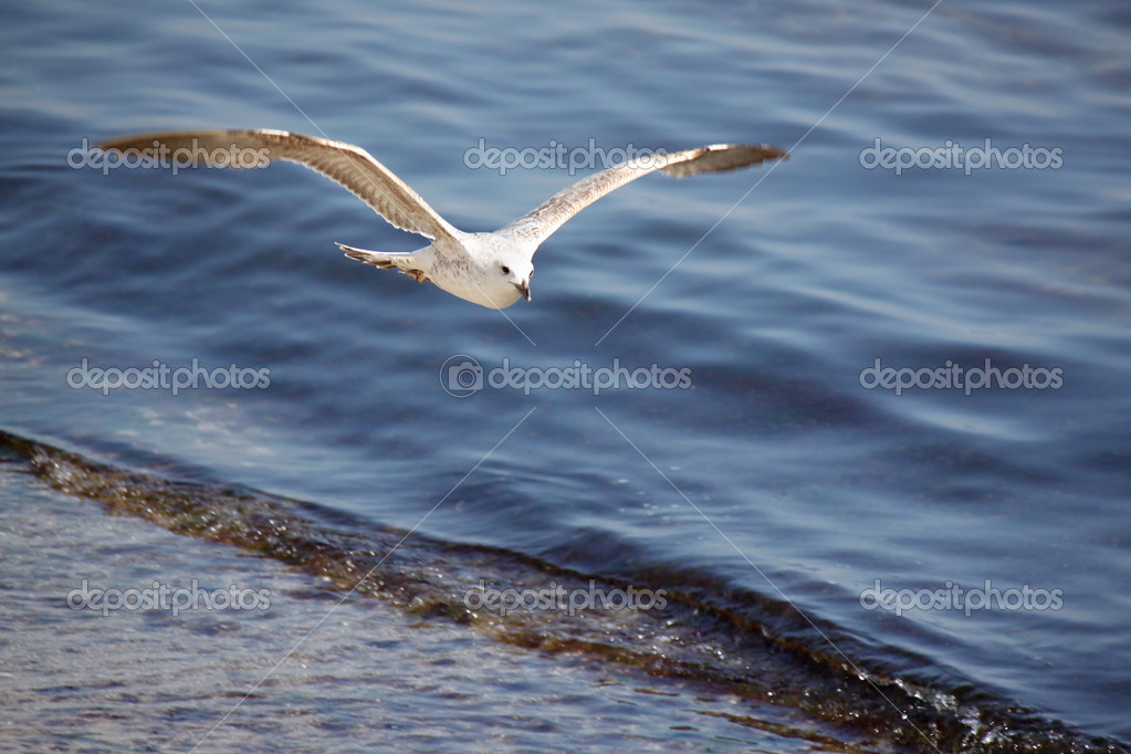 Gaviota volando sobre el mar — Foto de stock © romantiche #24875445