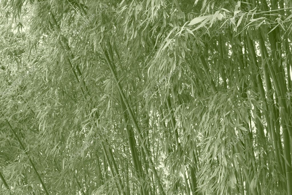 Bamboo jungle — Stock Photo © romantiche #35266977