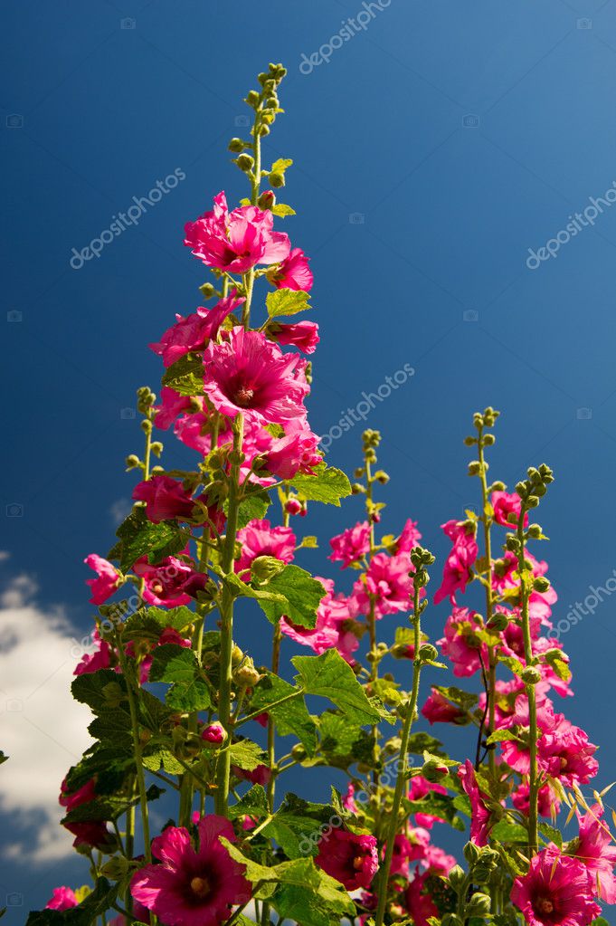 Blue Hollyhock Flowers