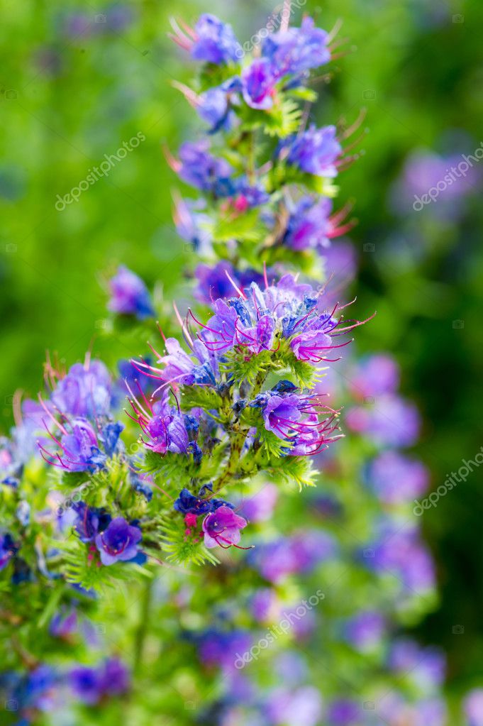 Blue weed Stock Photo by ©ivonnewierink 35848655