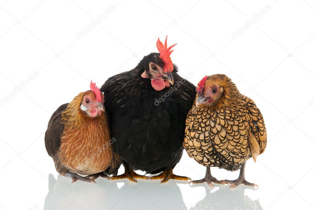 Chickens isolated over white background Stock Photo by ©ivonnewierink ...