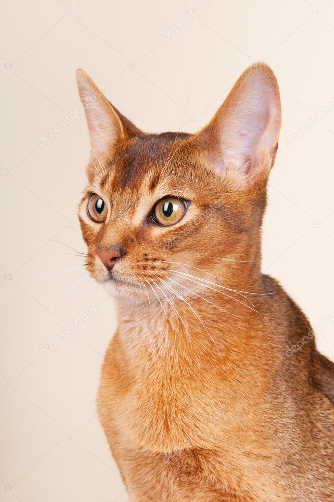 Blue Cream Abyssinian