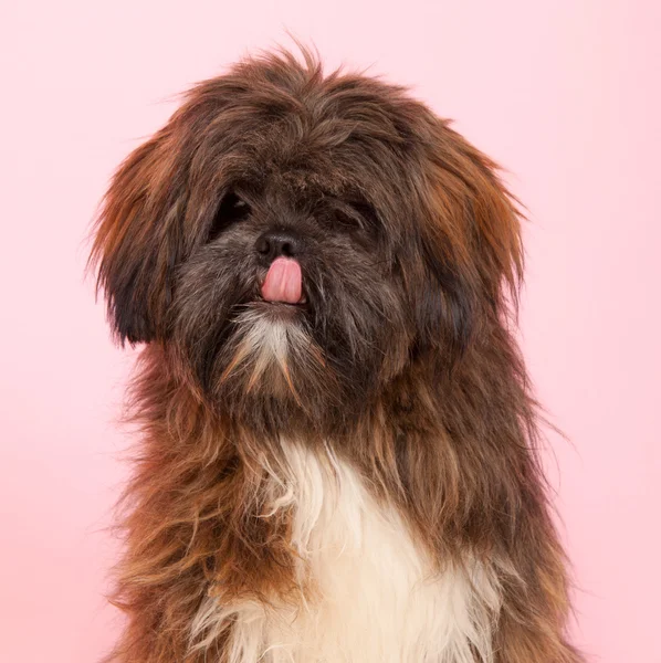 Laso Stock Photos, Royalty Free Laso Images | Depositphotos®