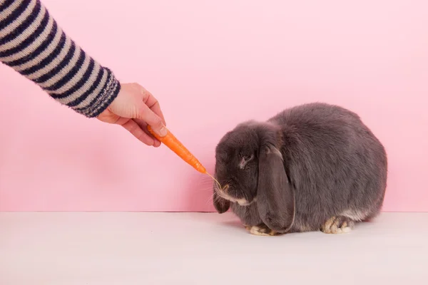 French lop eating carrot - Stock Image - Everypixel