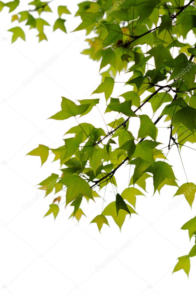Isolated hanging leaf Stock Photo by ©paulwongkwan 17647745