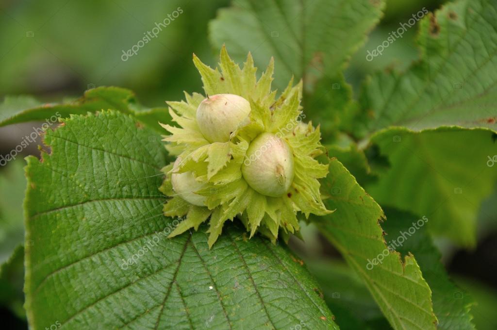Hazelnuts — Stock Photo © syaber #31023563
