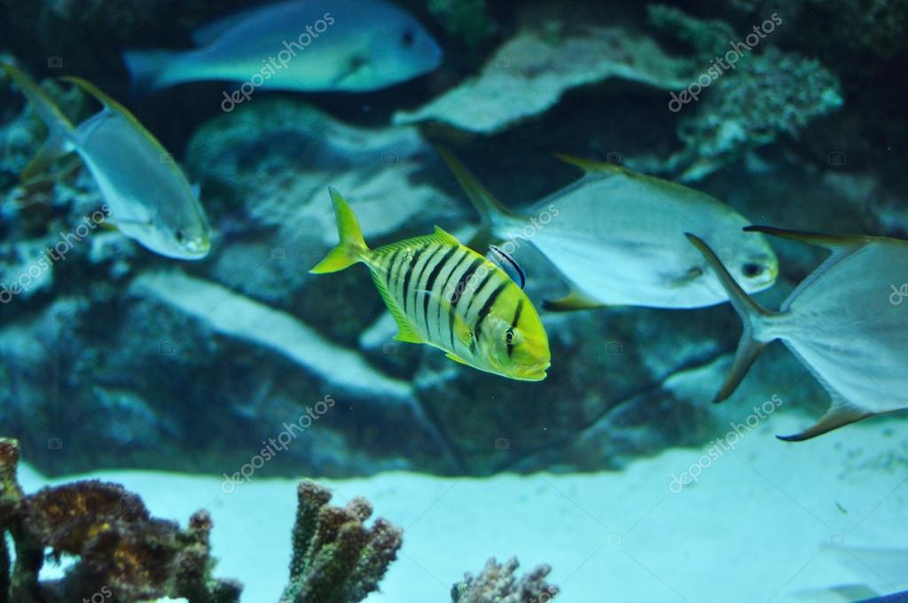 Yellow And Blue Striped Fish