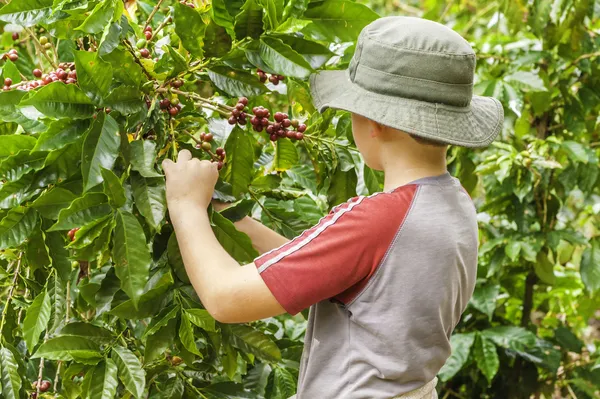 Coffee Harvest - Stock Image - Everypixel