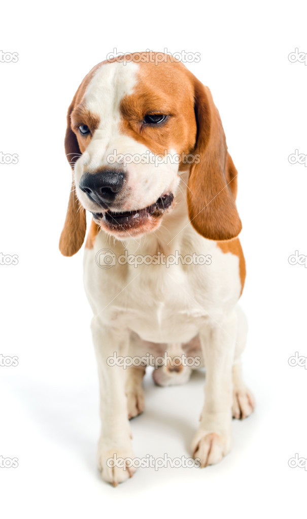 Beagle Stock Photo by ©igorr1 17428007