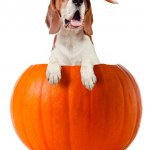 Beagle in pumpkin Stock Photo by ©igorr1 33486789