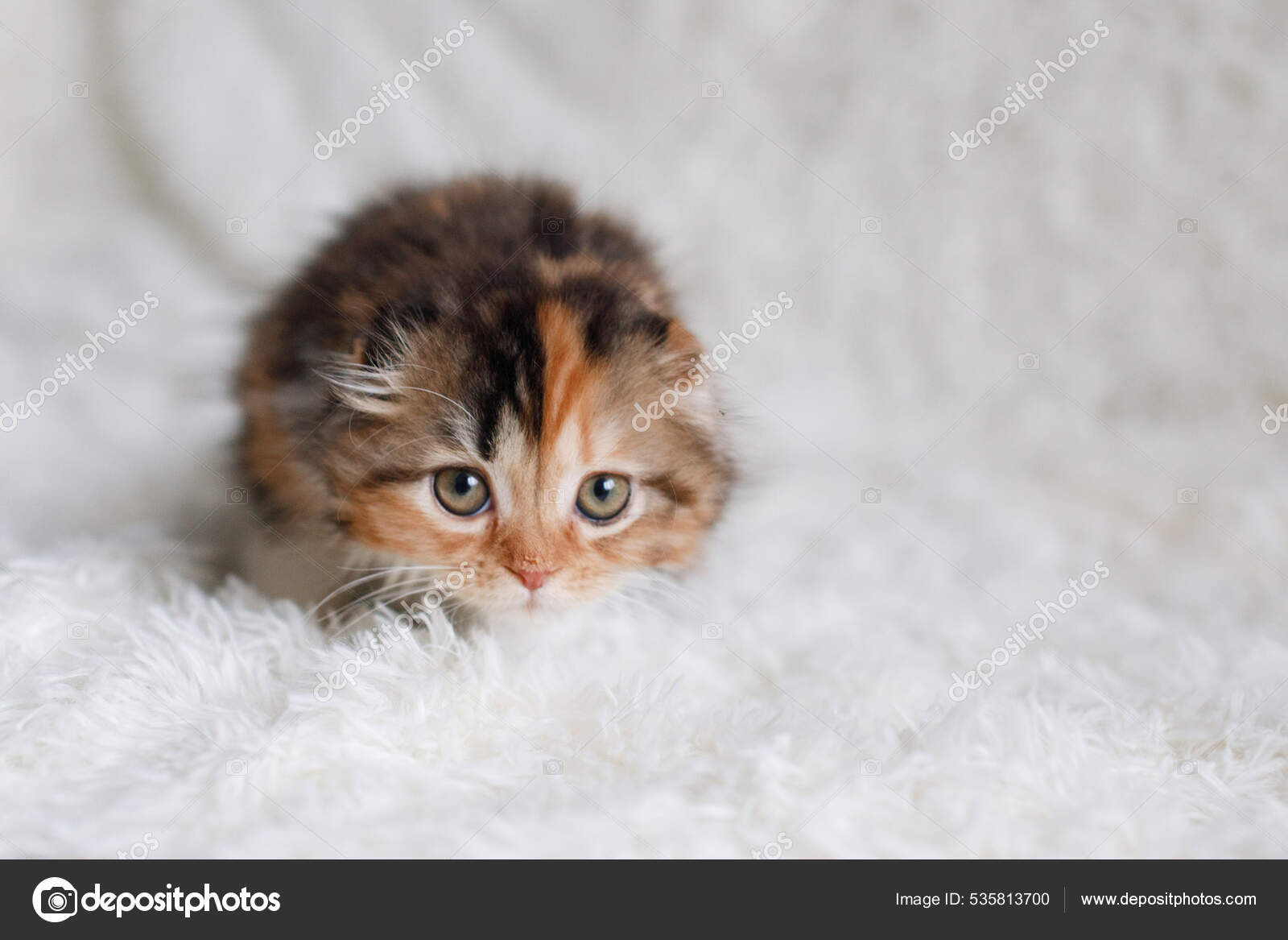 Face Tricolor Scottish Highland Fold Fluffy Kitten White Blanket Pet ...