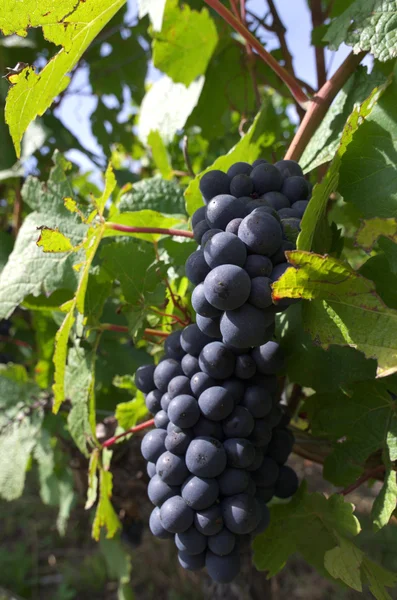 Red vine grapes - Stock Image - Everypixel