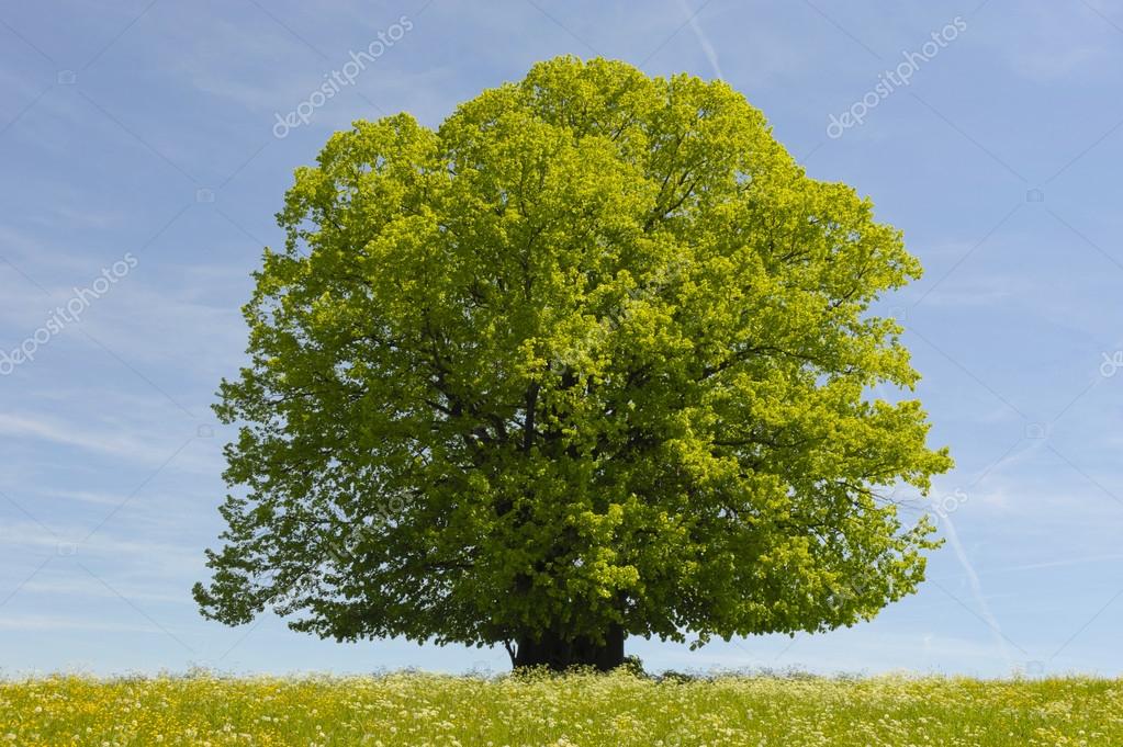 enda bok träd i vår tid — Stockfotografi © filmfoto #26453141