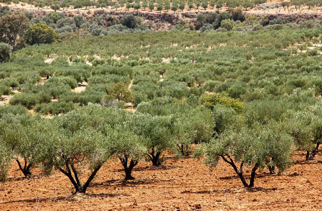 Olijfbomen, plantage in Griekenland, Kreta — Stockfoto © tkemot #45152631