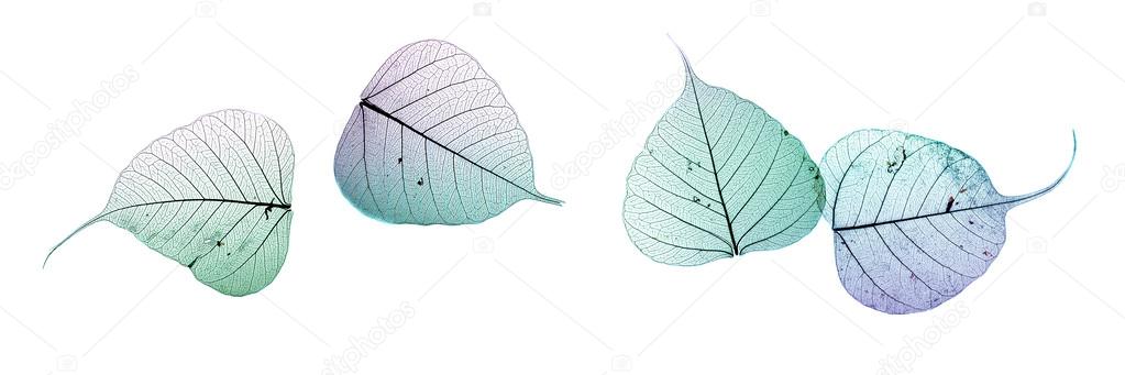 Translucent Leaves