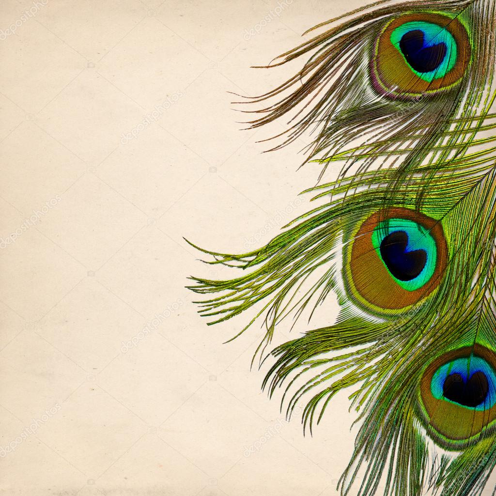 Peacock feather — Stock Photo © hofhauser #33389185 Peacock feather — Stock Photo © hofhauser #33389185