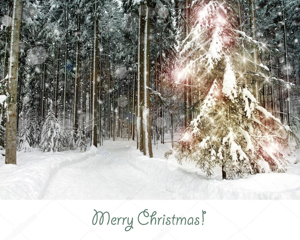 Snowy forest with a shining Christmas tree — Stock Photo © hofhauser ...