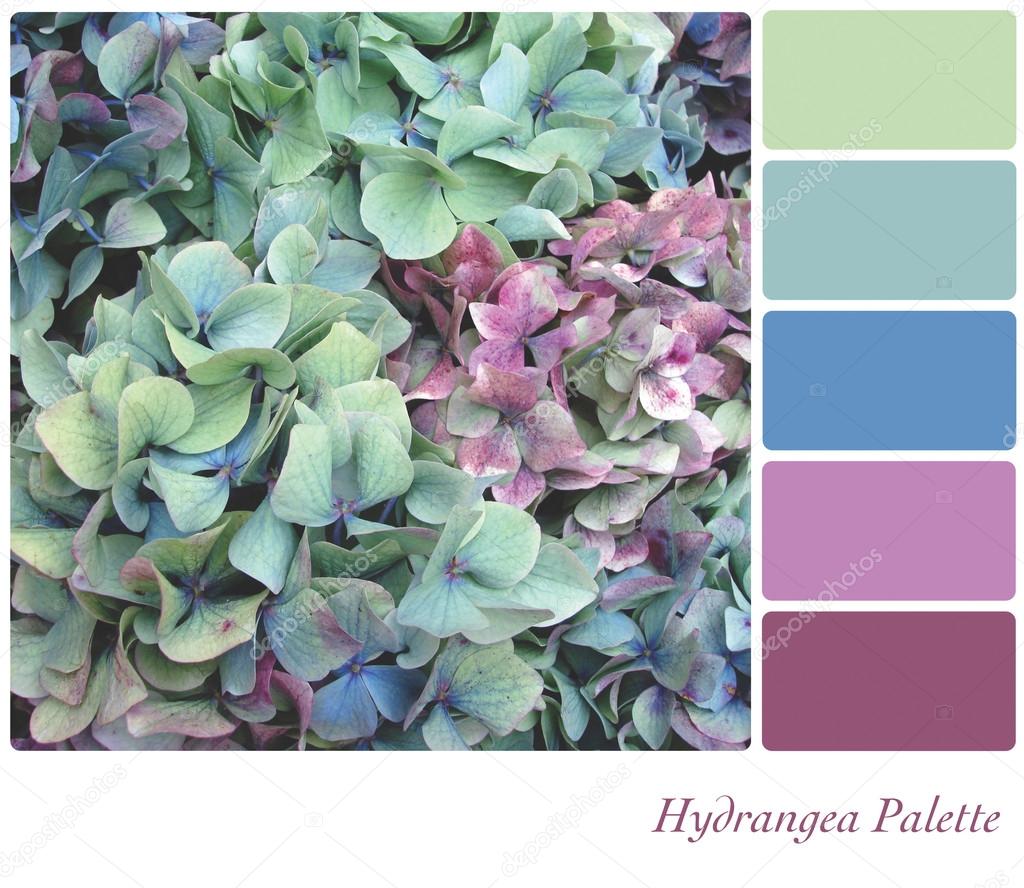 Hydrangea Palette — Stock Photo © rixipix #12608385