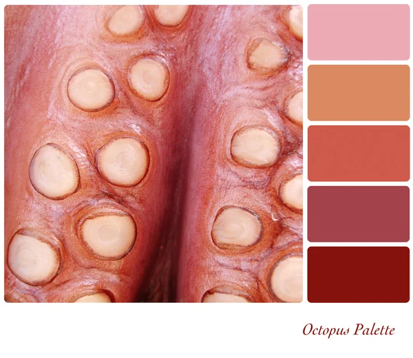 Shade guide Stock Photos, Royalty Free Shade guide Images | Depositphotos®