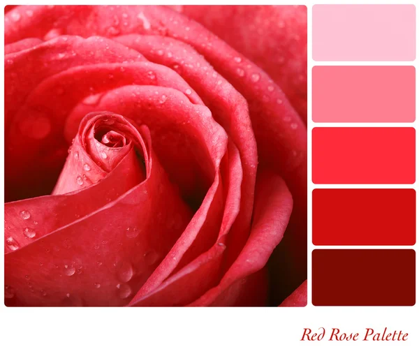 Vintage Rose Palette Stock Photo by ©rixipix 27895503