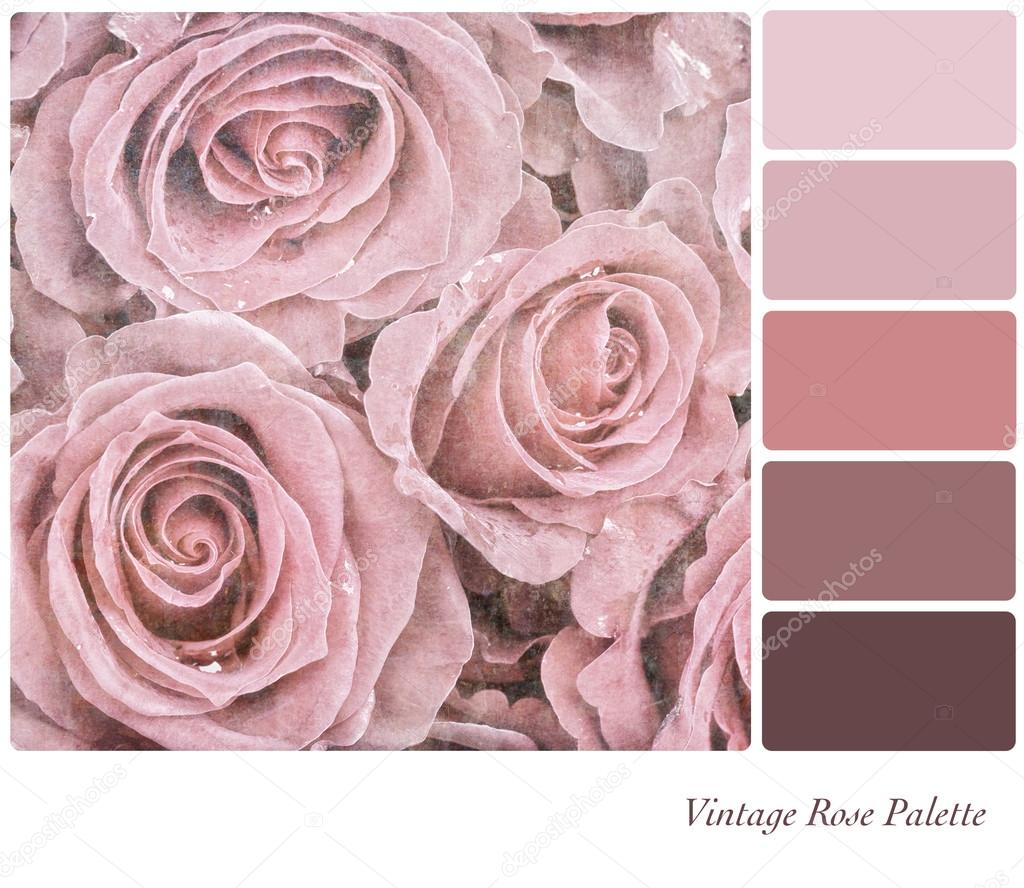 Pink Rose Color Swatch
