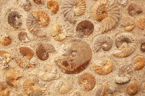 Ammonite fossils Stock Photos, Royalty Free Ammonite fossils Images ...