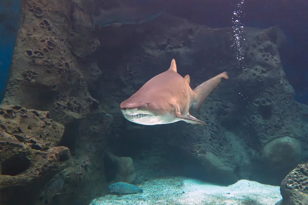 Hiu harimau pasir Stock Photos, Royalty Free Hiu harimau pasir Images ...