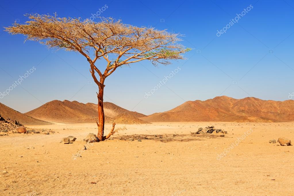 Idyllique paysage désertique avec arbre — Photo #25019023