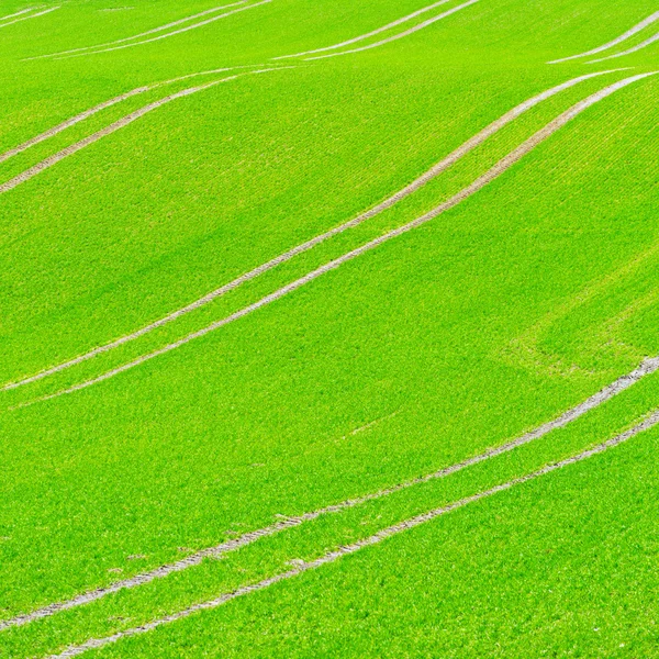 Green grass pattern Stock Photo by ©Patryk_Kosmider 25020239