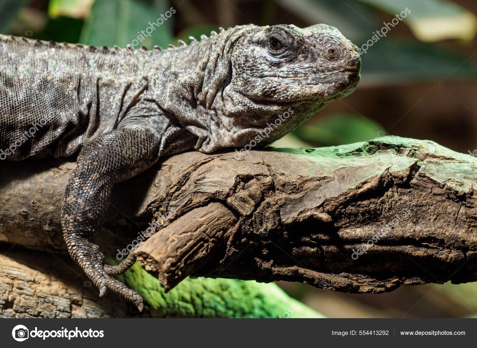 Ctenosaura Bakeri Critically Endangered Species PDF) Predation Of A