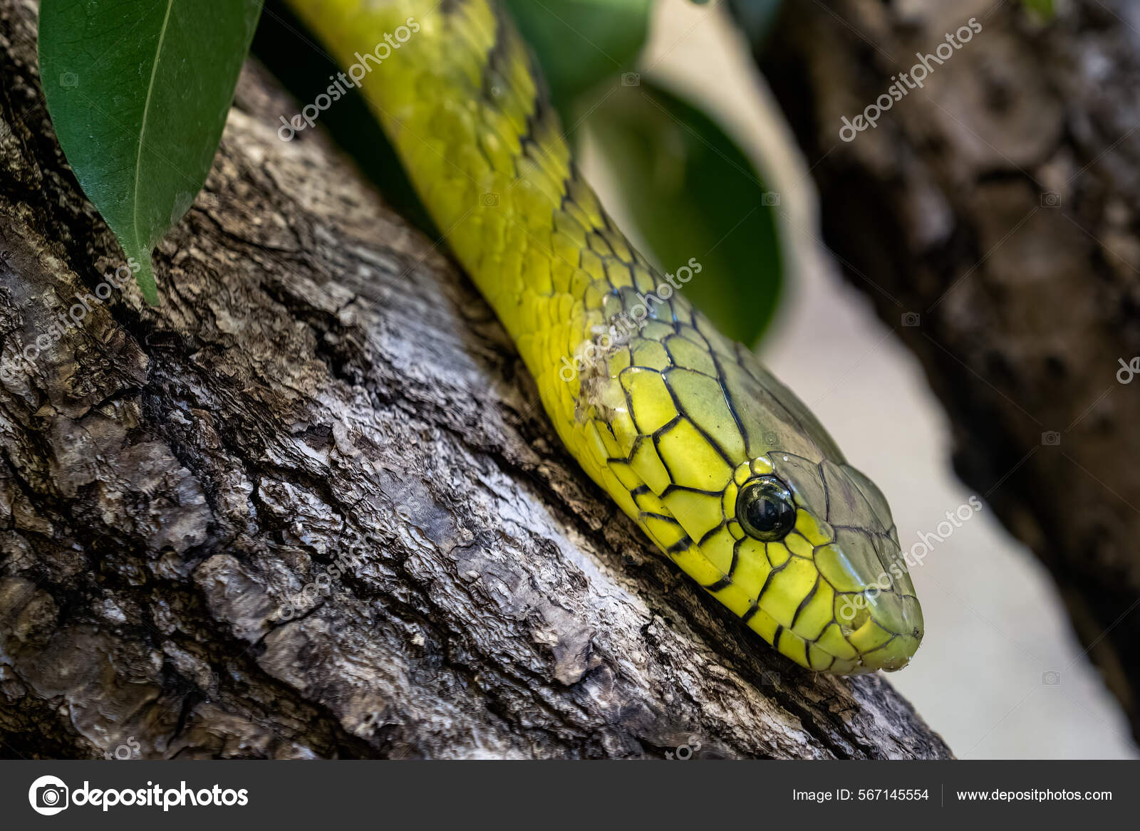 Western Green Mamba