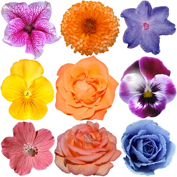 Set of flowers in different shapes, color Stock Photo by ©o_april 8968897