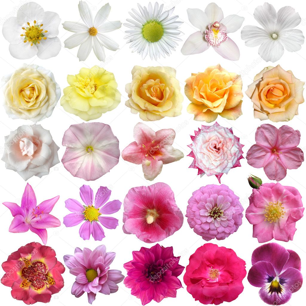 Big Selection of Various Flowers Isolated on White Background — Stock ...