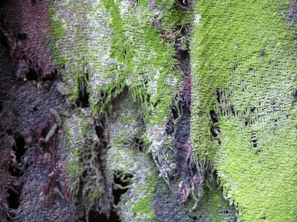 Goma árbol textura Stockfotos, lizenzfreie Goma árbol textura Bilder ...