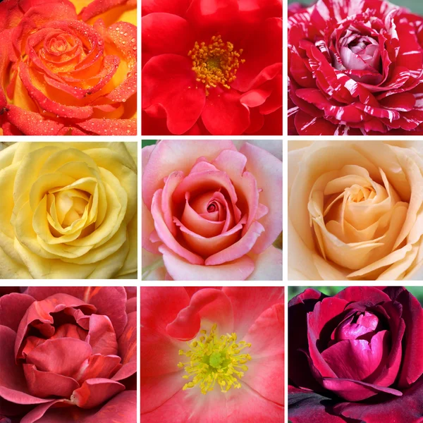 Different colored roses Stock Photos, Royalty Free Different colored ...