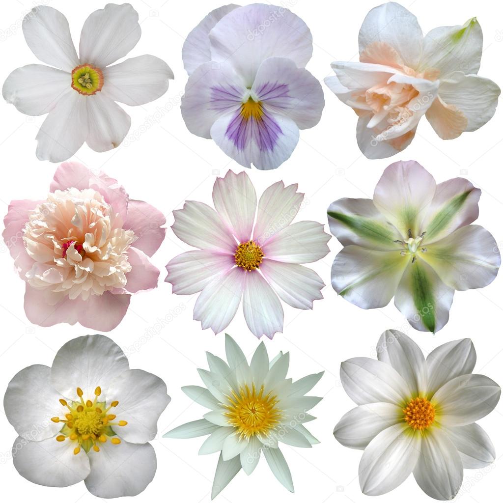 Set of white spring flowers — Stock Photo © o_april #49541635
