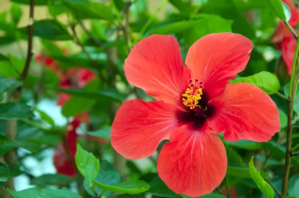 Hibiscus border Stock Photos, Royalty Free Hibiscus border Images ...