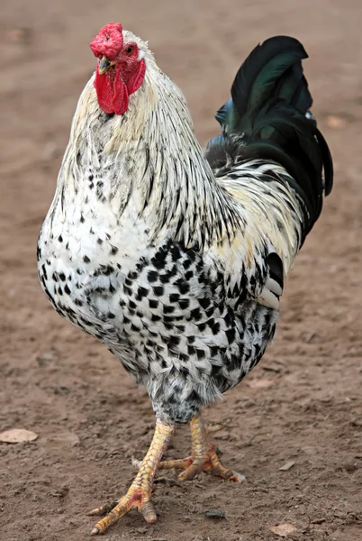 Real rooster Stock Photos, Royalty Free Real rooster Images | Depositphotos