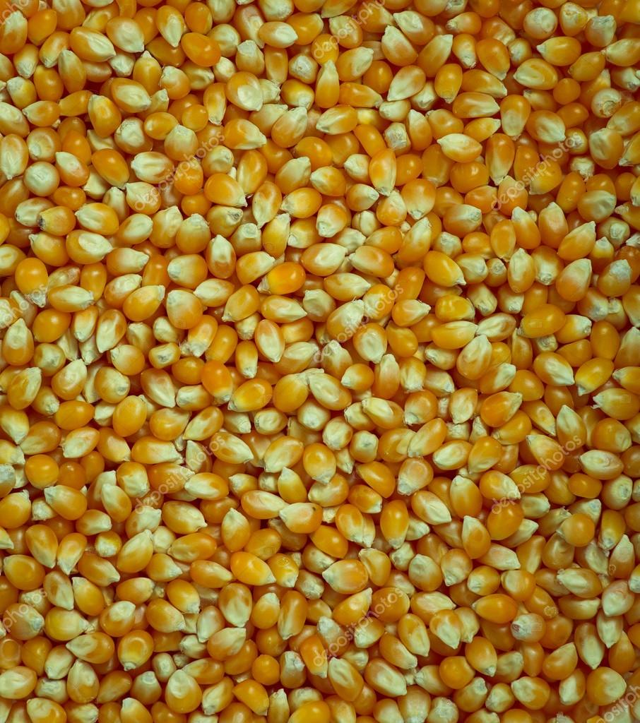 The texture of corn. — Stock Photo © kolazig #27433211