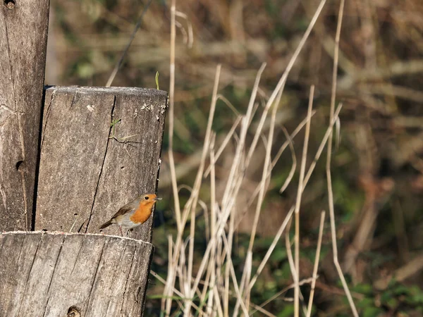 Depositphotos kehoe Stock Photos, Royalty Free Depositphotos kehoe ...