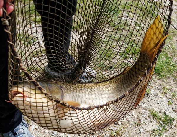 Indian carp Stock Photos, Royalty Free Indian carp Images | Depositphotos