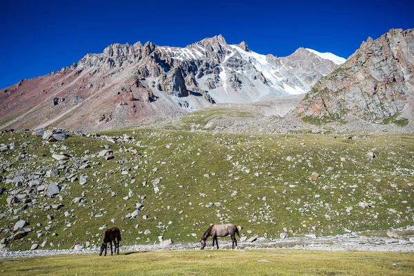 Tian shan Stock Photos, Royalty Free Tian shan Images | Depositphotos®