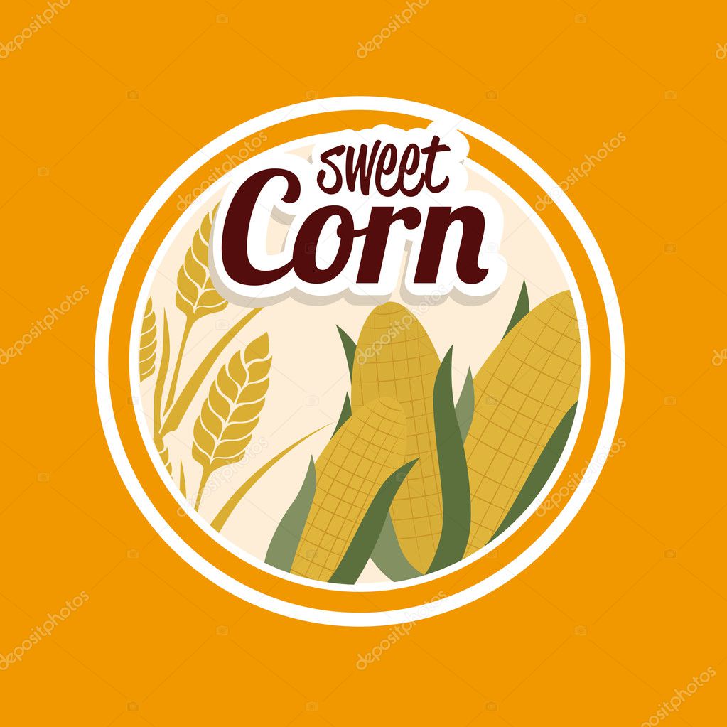 Sweet corn Stock Vector Image by ©yupiramos #36226151