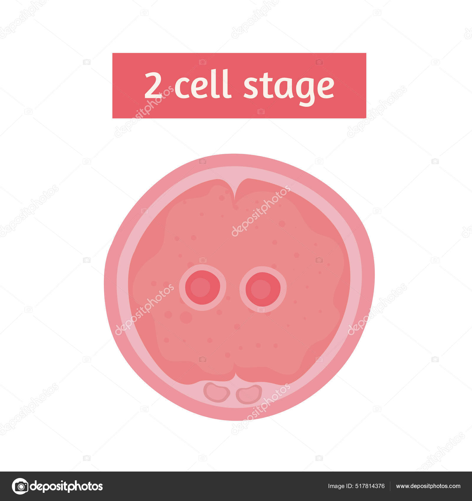 Fertilisasi dua tahap sel Vektor Stok oleh ©yupiramos 517814376