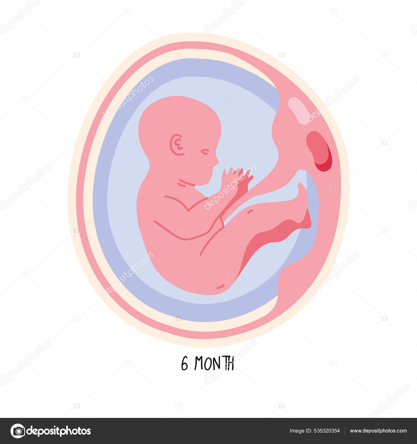 Embryo development sixth month Stock Illustration by ©yupiramos #535320354