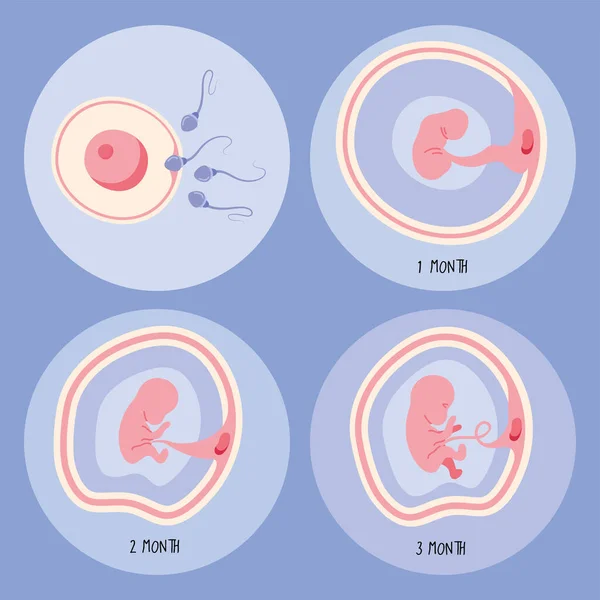 43,001,655 Embryo Stock Illustrations | Depositphotos