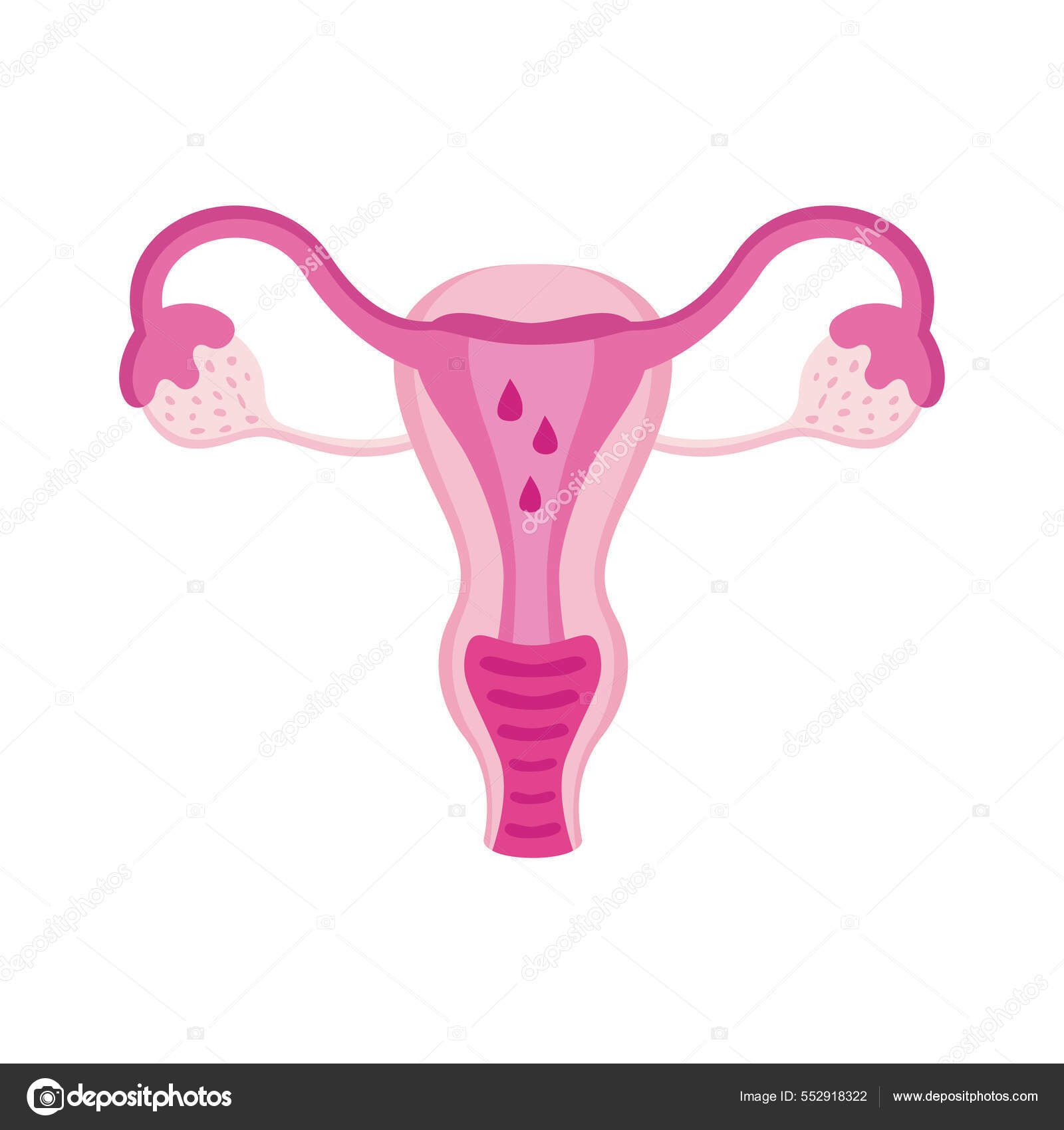Útero órgão feminino Vetor de stock de ©yupiramos 552918322