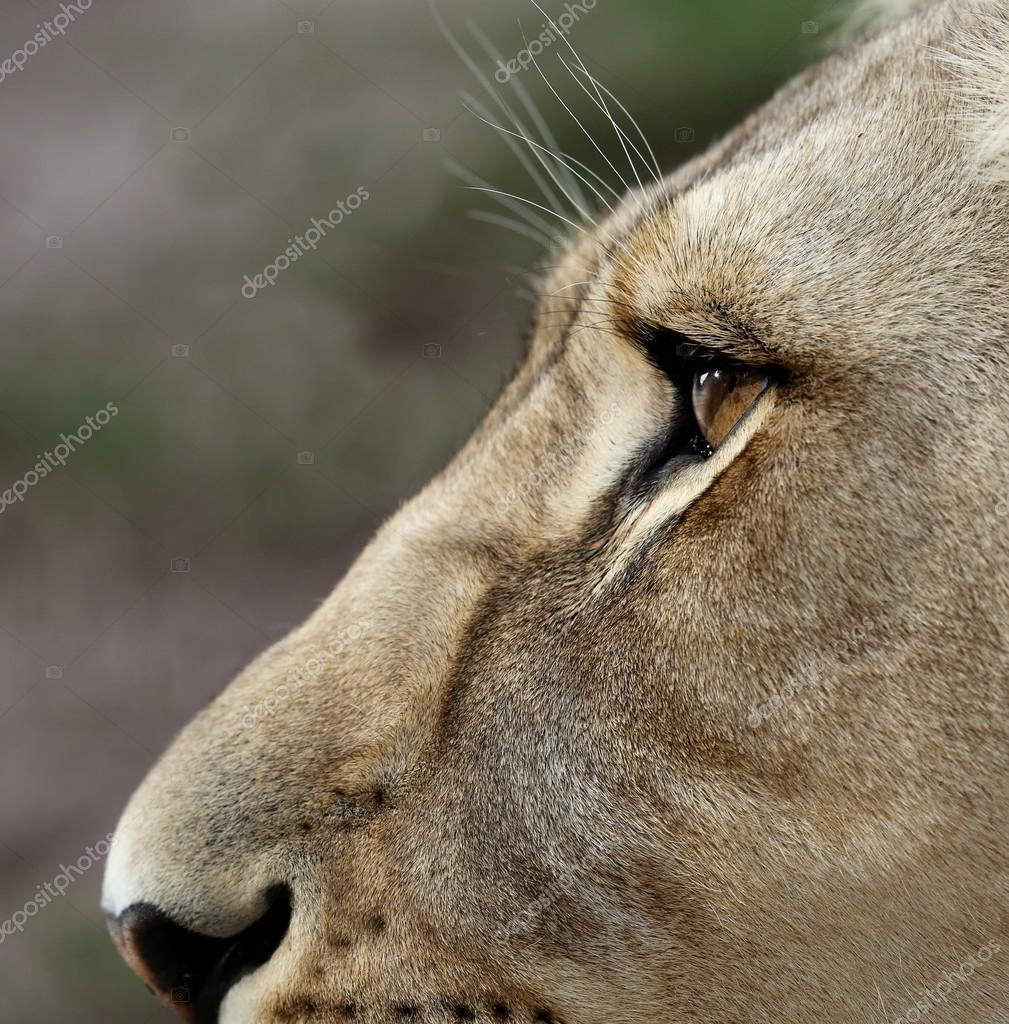Lioness Face