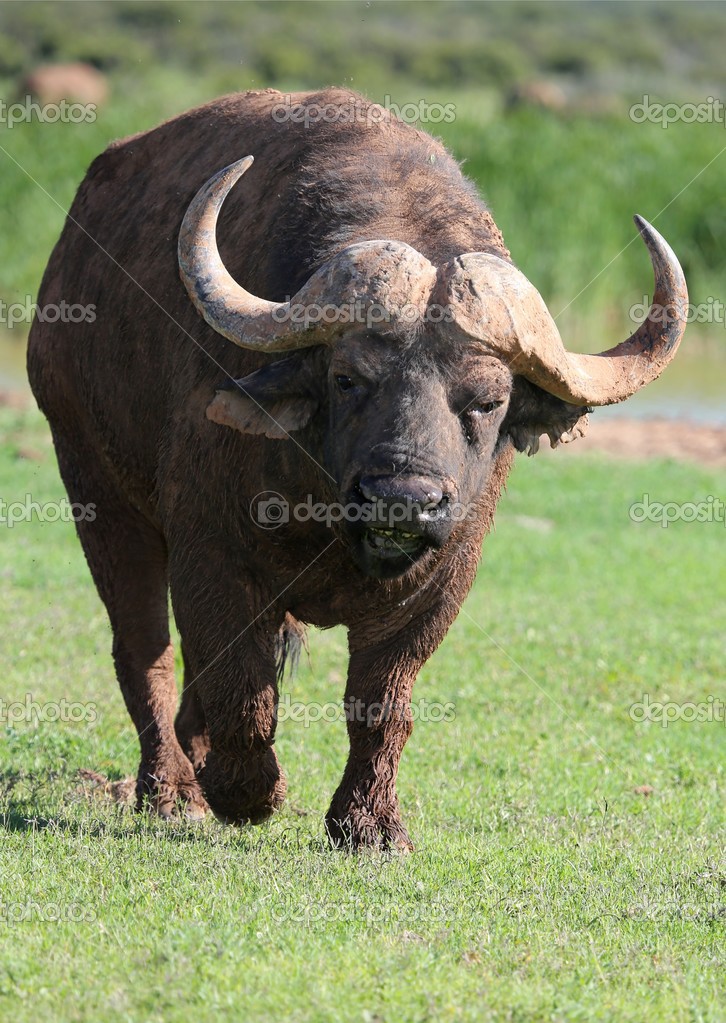 Angry Buffalo — Stock Photo © fouroaks #36129871
