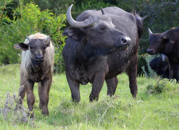 Small buffalo Stock Photos, Royalty Free Small buffalo Images ...
